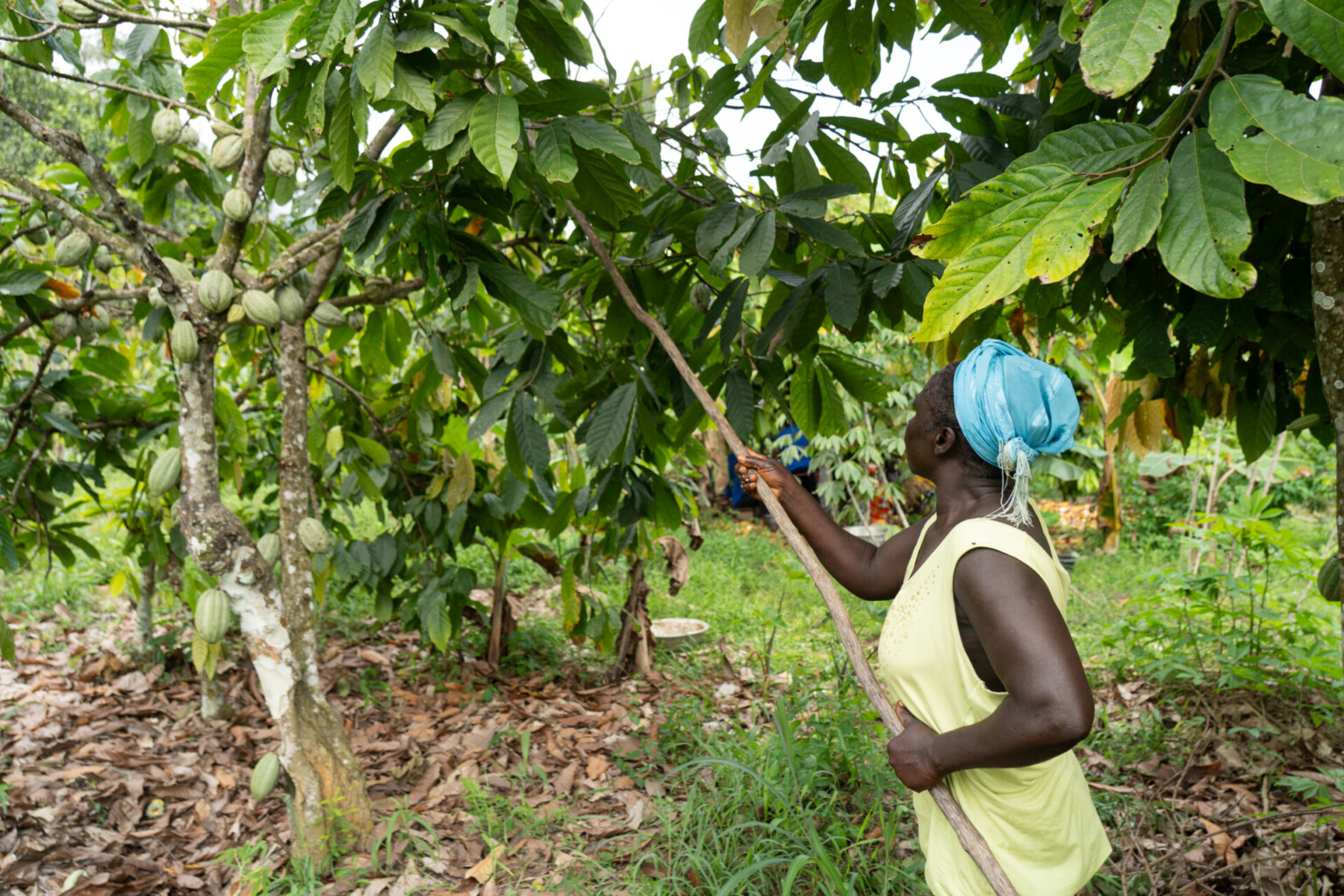 Cesta do srdca svetového kakaového priemyslu: za pestovateľmi kakaa v ...